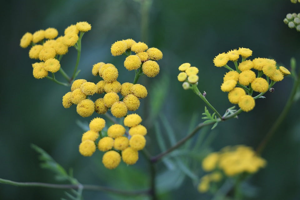 Helichrysum: What It Is and Why It’s Good for Your Skin – Green Goo