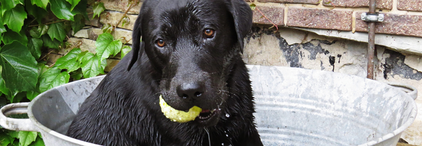 Animals + Pets – Green Goo